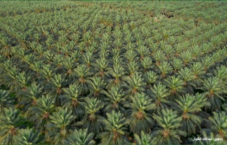 Guinness announces Al-Ahsa Oasis as the largest palm oasis in the world ...