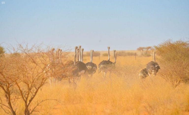 Yadma , caravan city and the last home of Arabian Oryx | Leaders