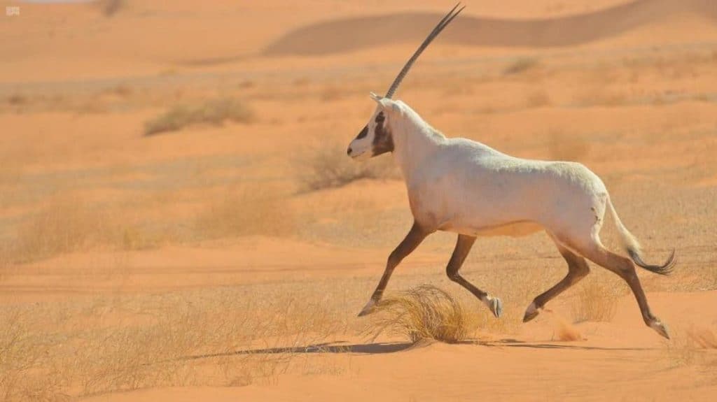 Yadma , caravan city and the last home of Arabian Oryx | Leaders