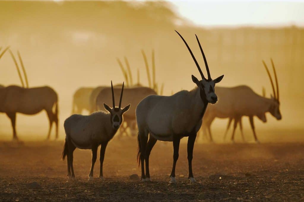 KSA to Release a Number of Endangered Oryxes and Arabian Antelopes in ...