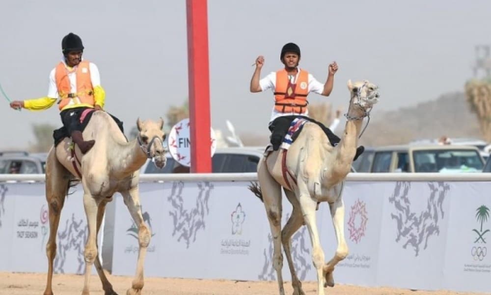 Value of Crown Prince Camel Festival’s prizes worth $14 million | Leaders