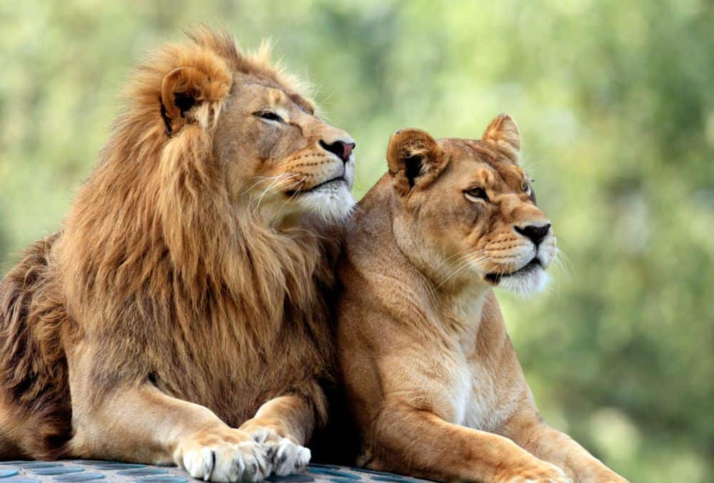 In Al-Khobar, Saudi Arabia's eastern province, alone lion prowls the ...