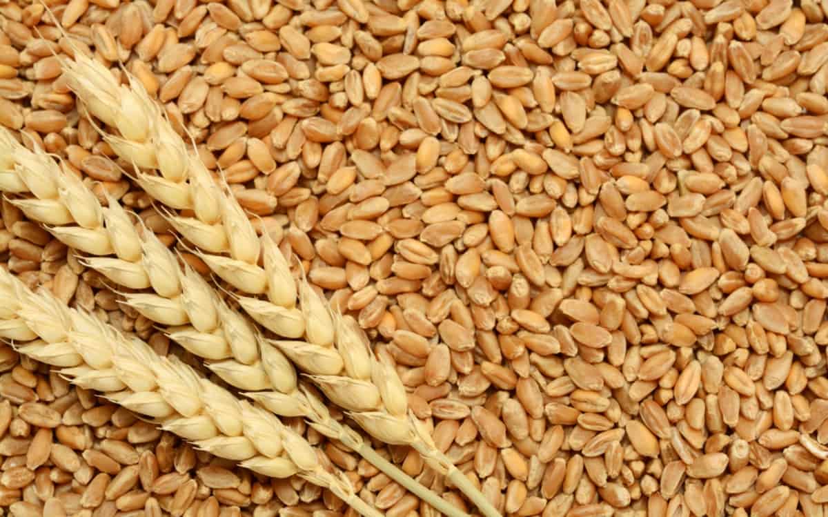Saudi Arabia buys 625,000 tons of wheat from the US, Europe, and ...