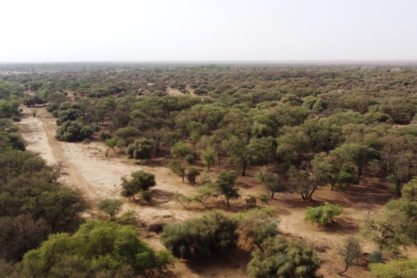 Saudi Arabia combats desertification by planting 12 million trees