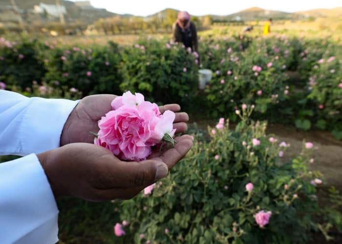 How Rose Cultivation in Tabuk Bolsters Saudi Arabia’s Economy | Leaders