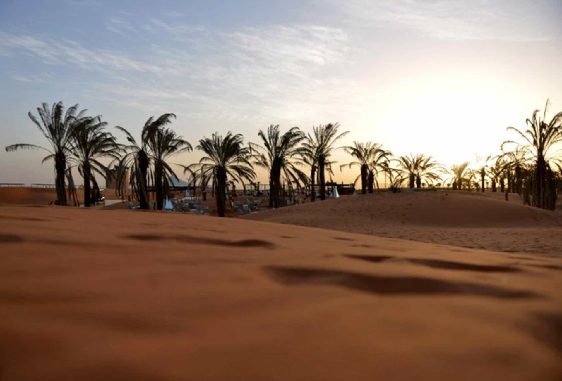 Saudi Researchers Discover Method to Identify Palm Tree Species | Leaders