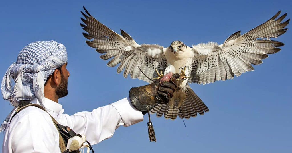 Falcon Racing in Saudi Arabia: Tradition Soars to New Heights | Leaders