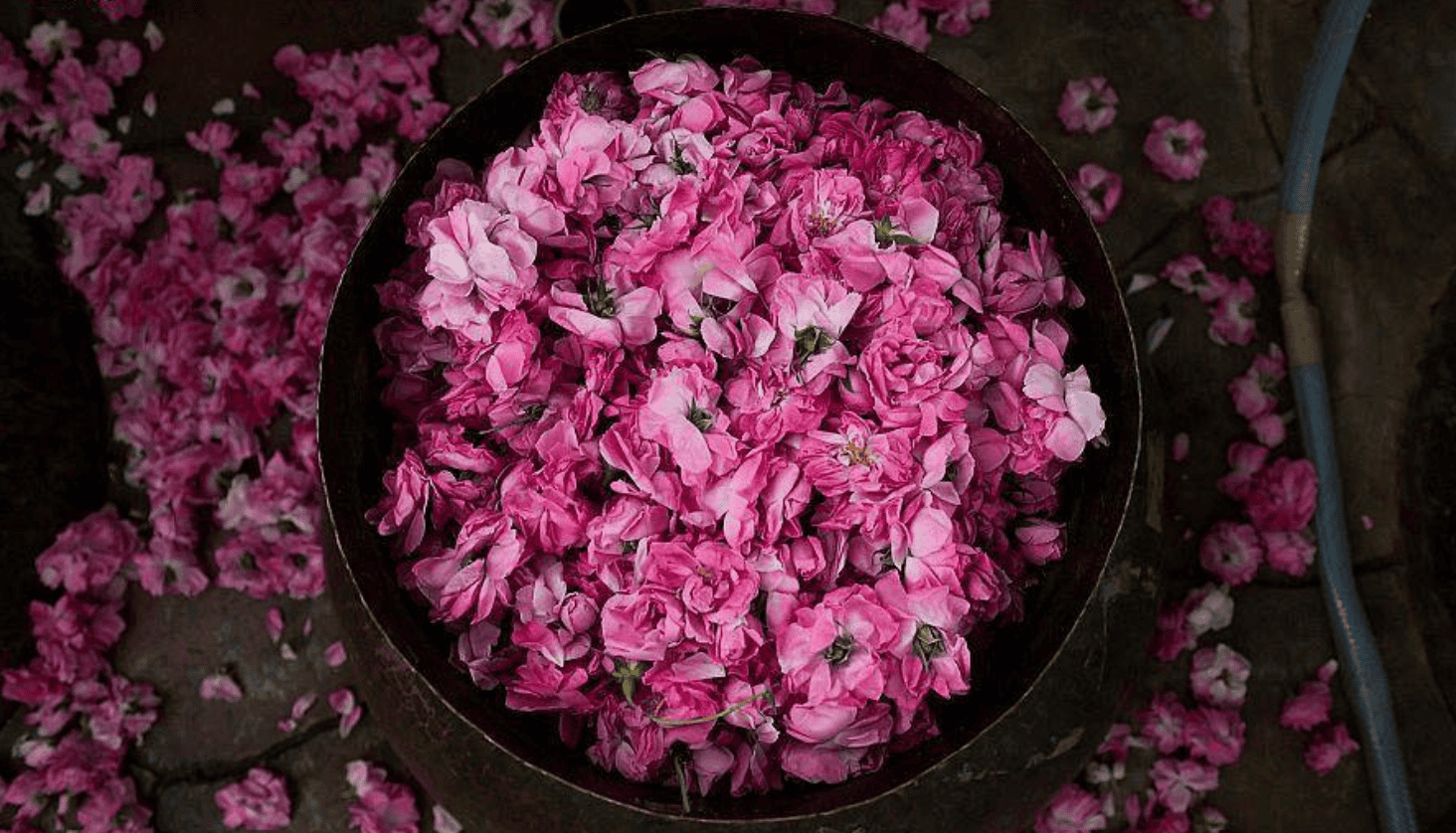 Saudi Arabia’s Taif Rose Festival to Kick Off on Sunday | Leaders
