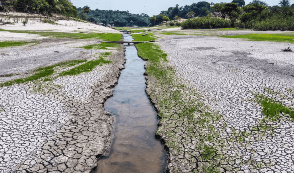 Ecosystem Endangered: Drought Slows Down Amazon Rainforest Recovery ...
