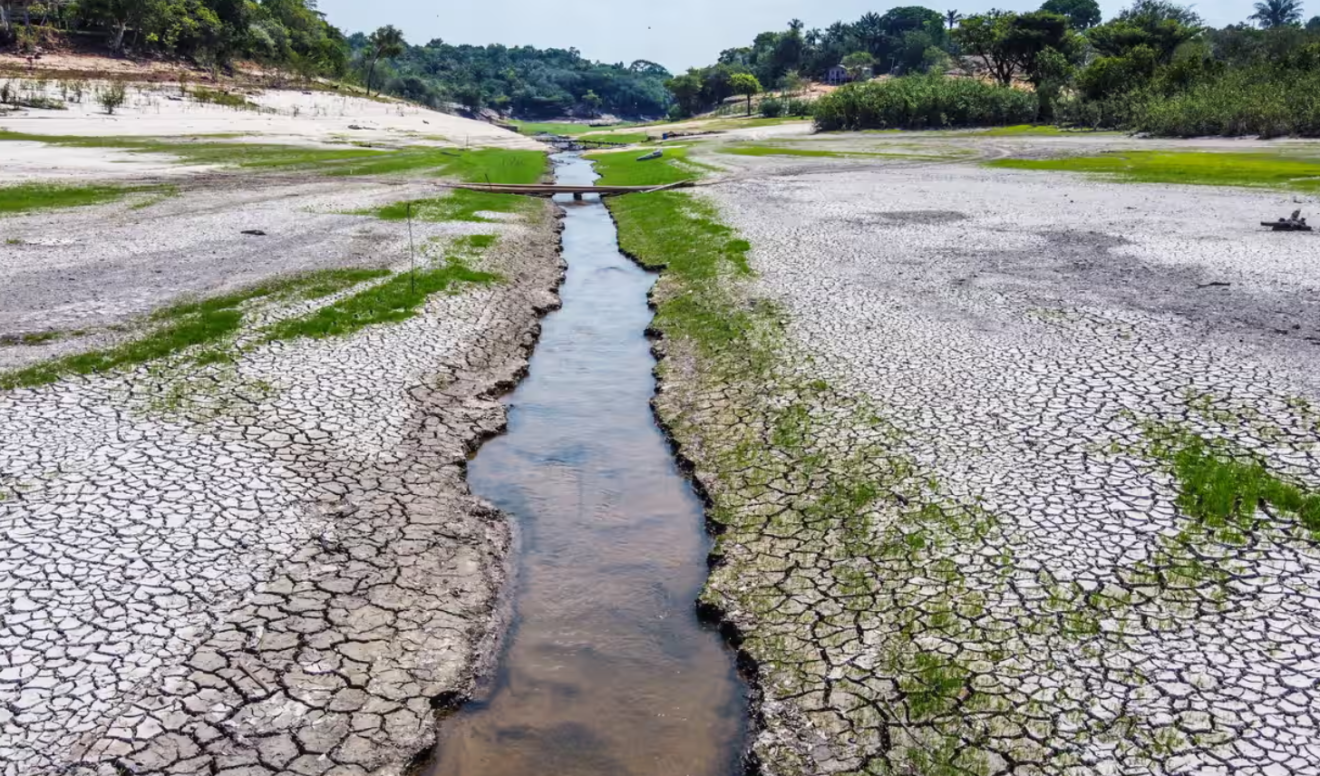 Ecosystem Endangered: Drought Slows Down Amazon Rainforest Recovery ...