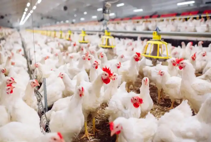 Riyadh to Host Middle East's Largest Poultry Expo | Leaders