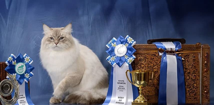 The First Ever Cat Show is Coming to Saudi Arabia | Leaders