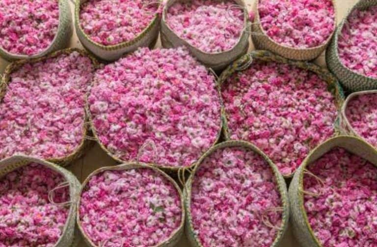 Taif Rose Joins UNESCO Intangible Cultural Heritage List | Leaders
