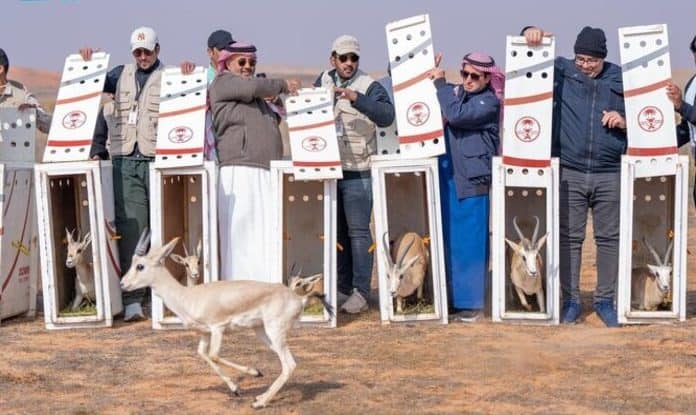 Endangered Species Thrive in Saudi Reserve | Leaders