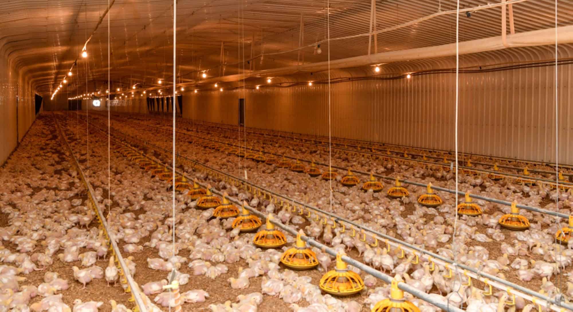 Saudi Poultry Sector Soars: Balady Announces Massive Expansion | Leaders