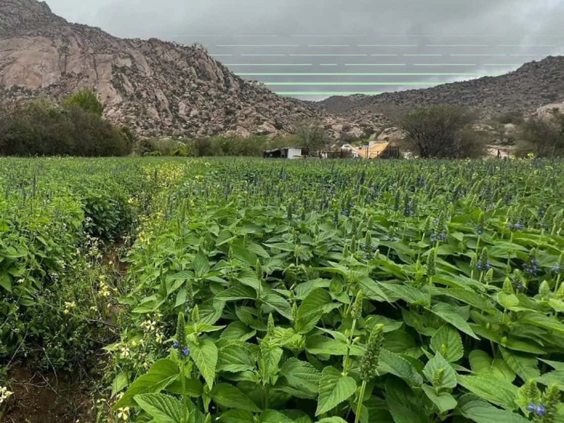 Saudi Arabia Achieves Milestone in Chia Cultivation Localization | Leaders