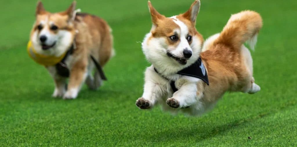 Corgis race | Leaders
