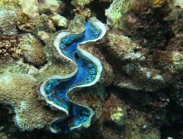 Saudi Arabia Launches Scientific Initiative to Safeguard Marine ...