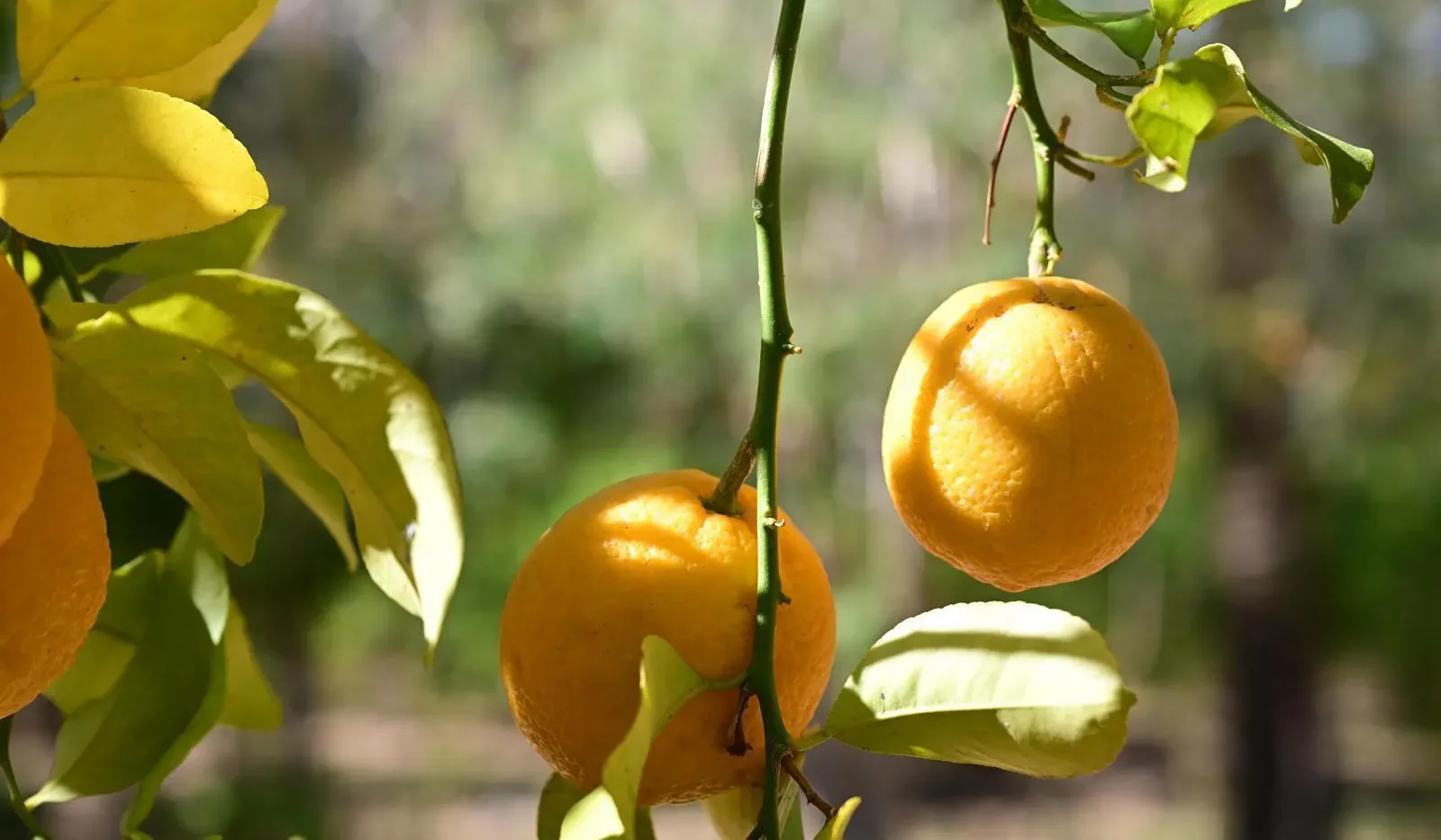 AlUla Stimulates Economic Growth with Citrus Harvest Season | Leaders